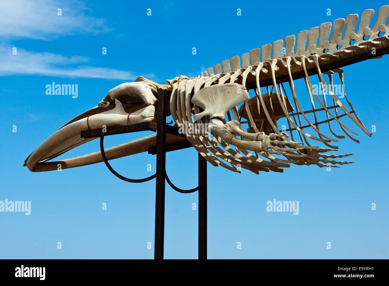 Sperm whale skeleton hi-res stock photography and images - Alamy