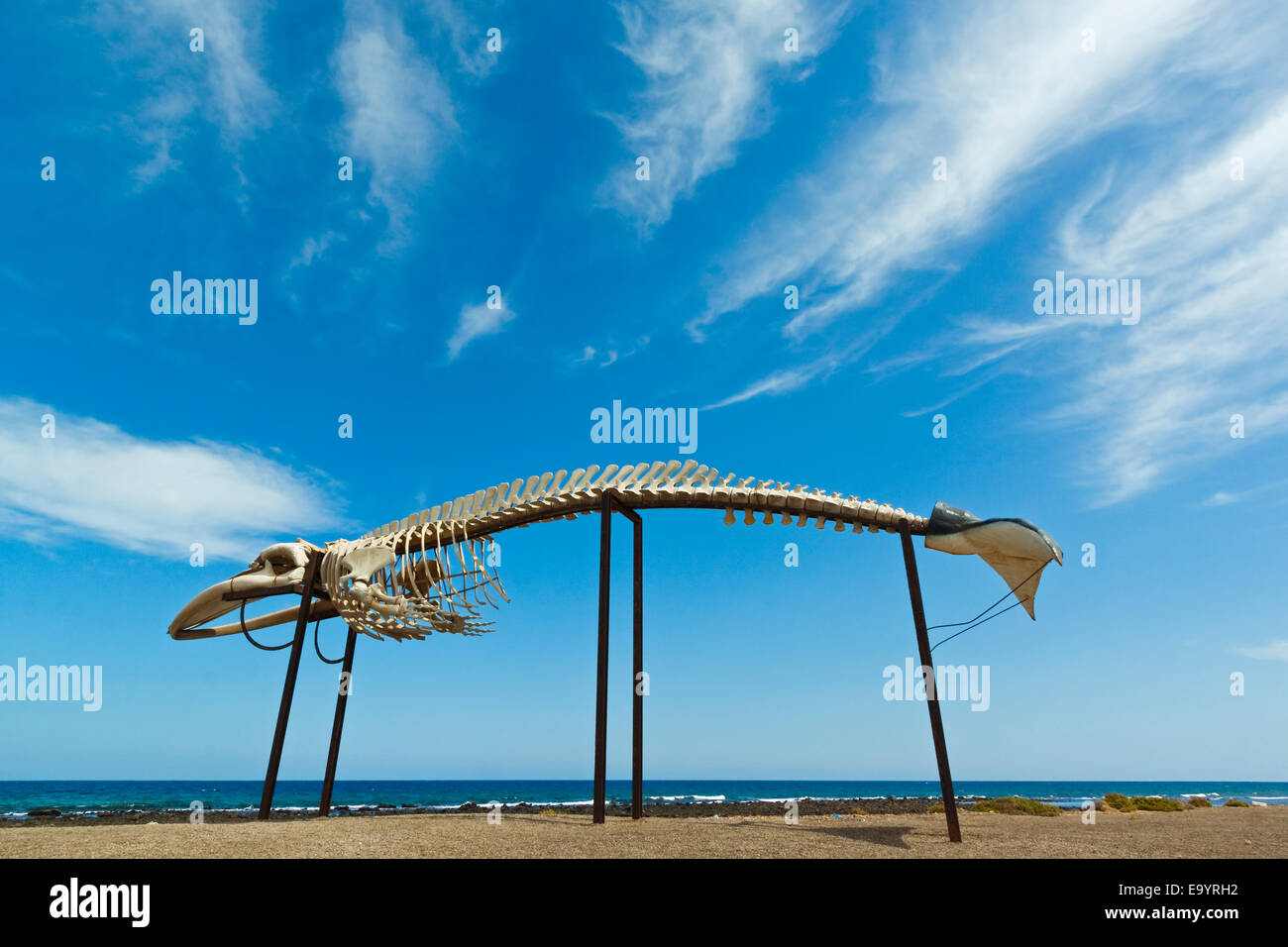 Whale skeleton at fuerteventura High Resolution Stock Photography and ...