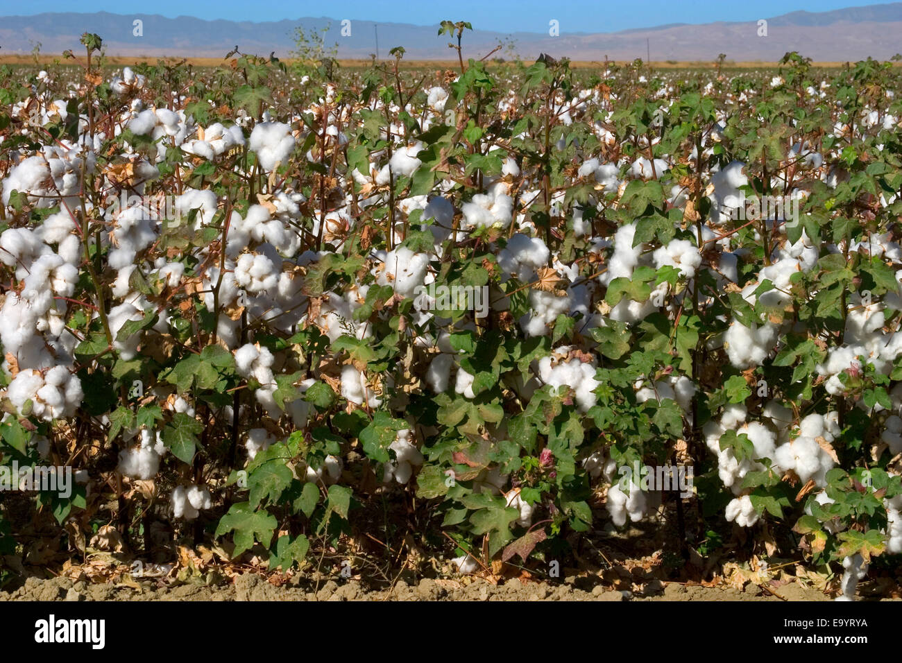Mature cotton crop with fully opened bolls prior to defoliation / near ...