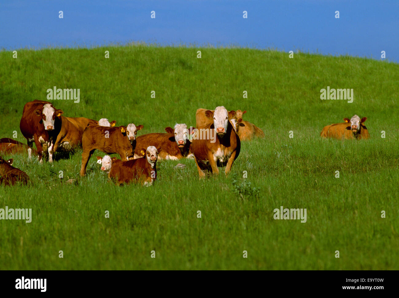 Livestock - Mixed breeds of beef cows and calves on a lush green late ...