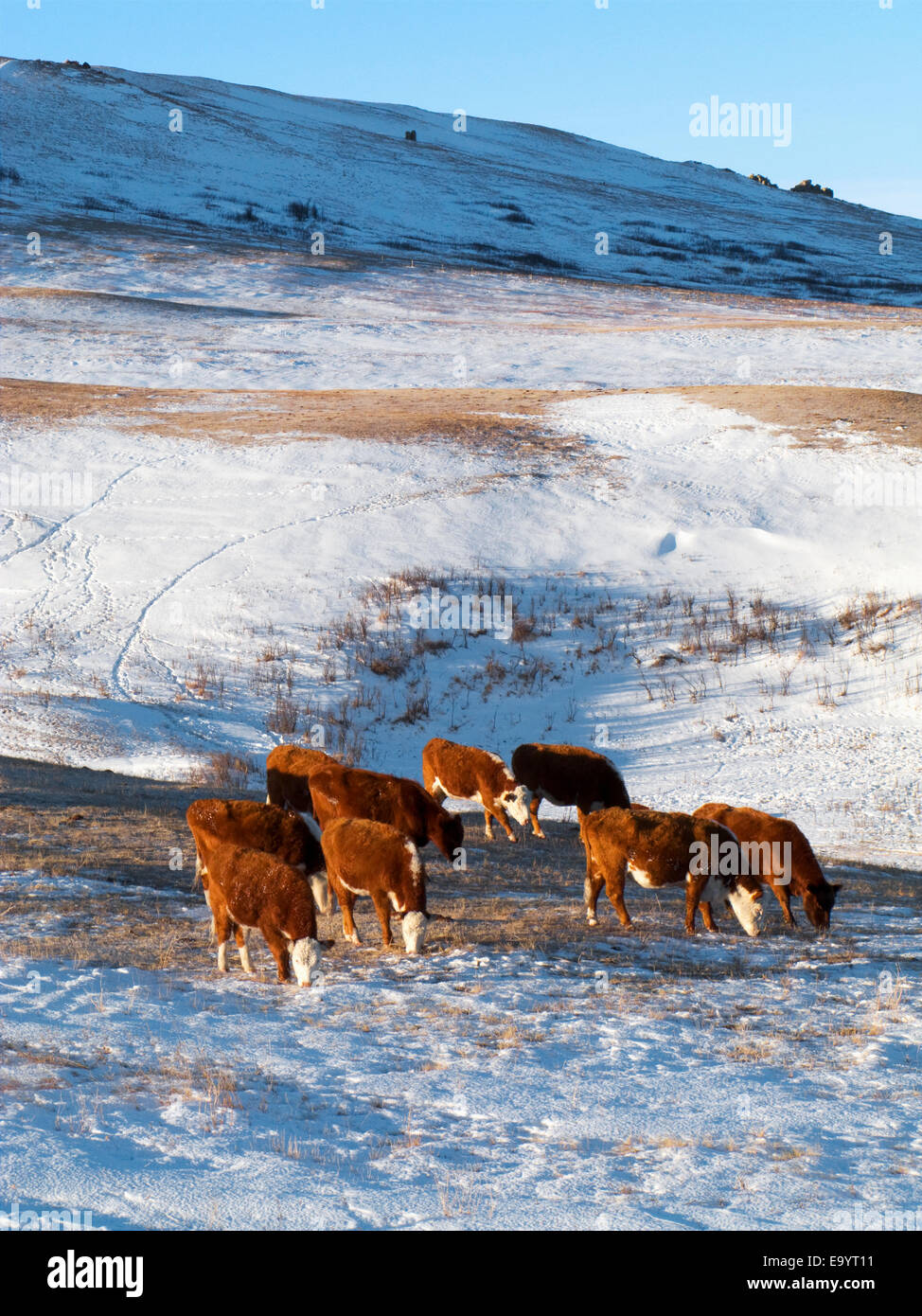 Livestock - Hereford and Red Angus beef cattle graze on a snow covered ...