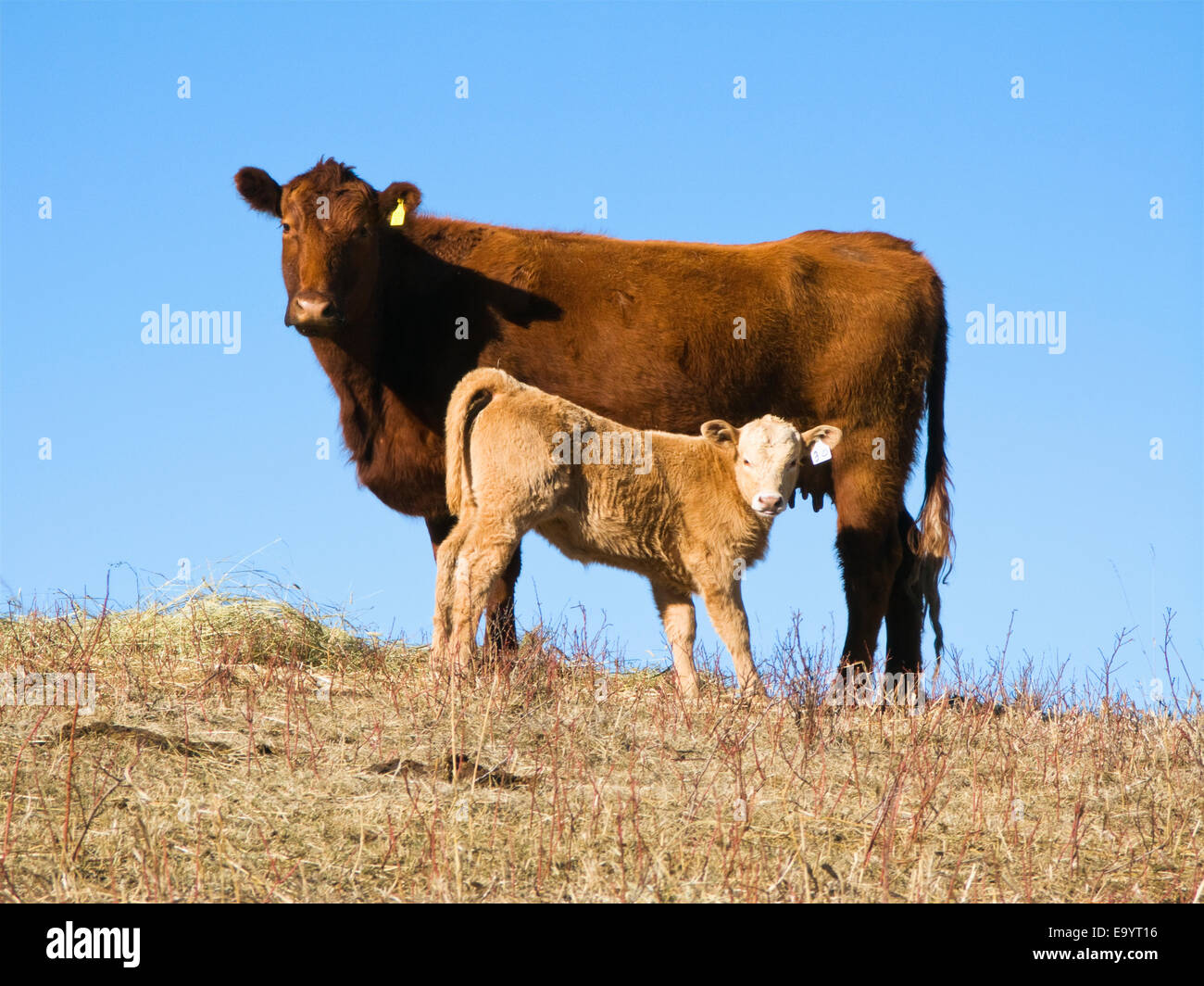 Charolais angus cross hi-res stock photography and images - Alamy Charolais angus cross hi-res stock photography and images - Alamy