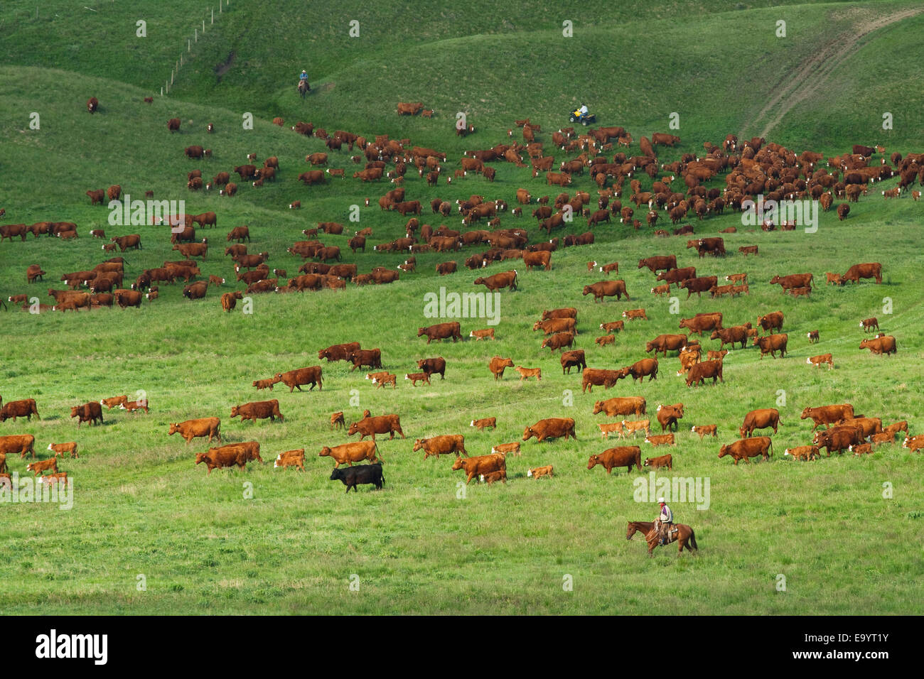 Beef cattle (cows and calves) being driven over rolling hillside ...