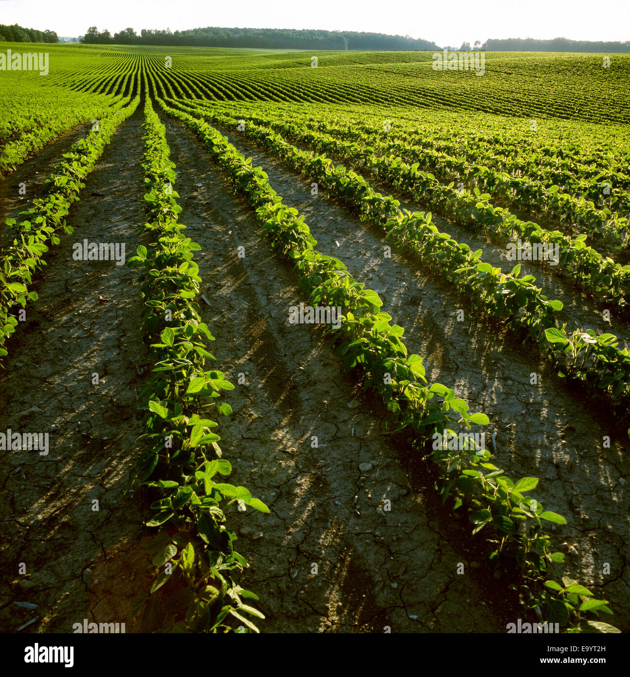 Agriculture - Large rolling field of early growth conventionally tilled ...