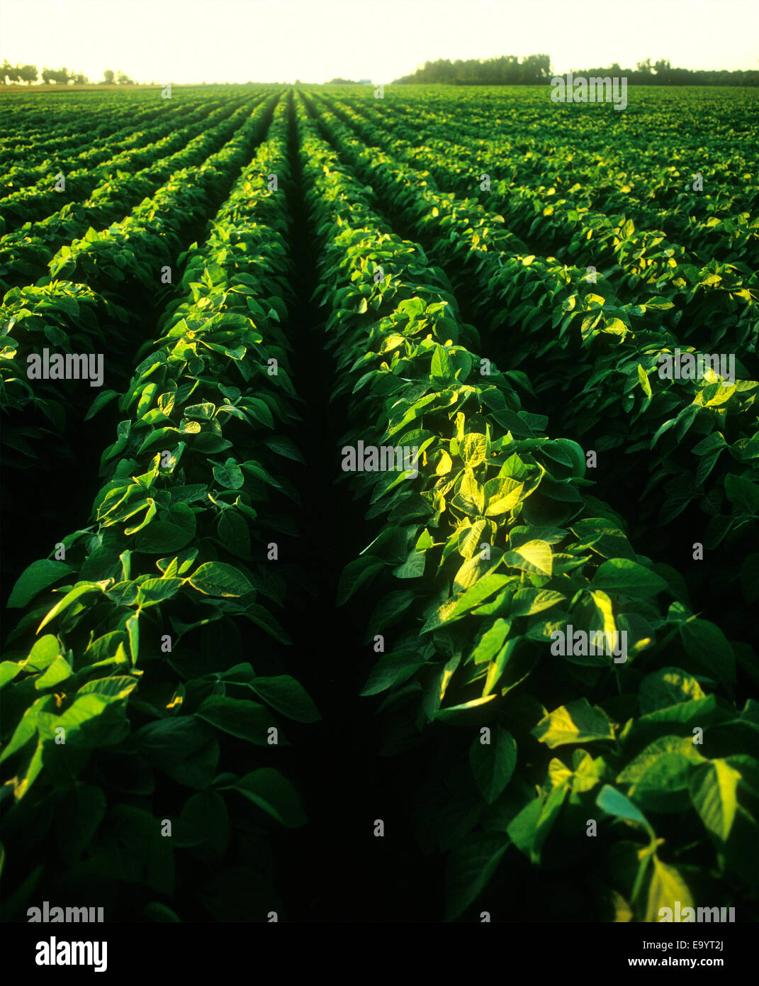 Elevated view soybean plants hi-res stock photography and images - Alamy