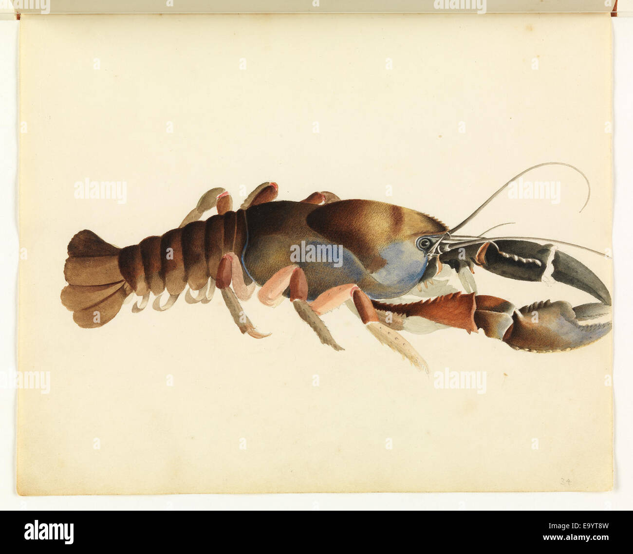 This image shows a fresh water crayfish, highlighting its distinctive ...
