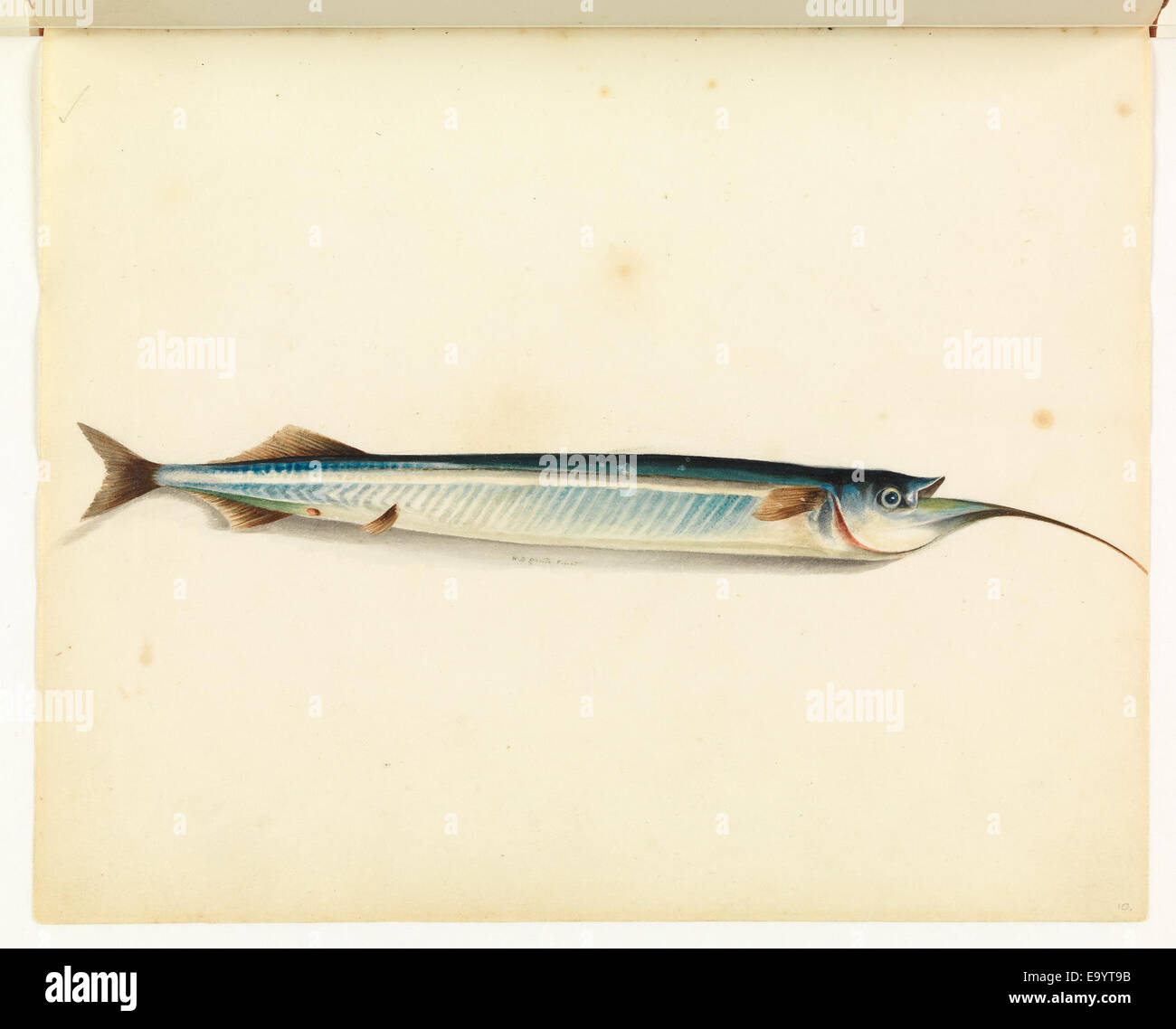A watercolor painting by William Buelow Gould depicting garfish, a ...