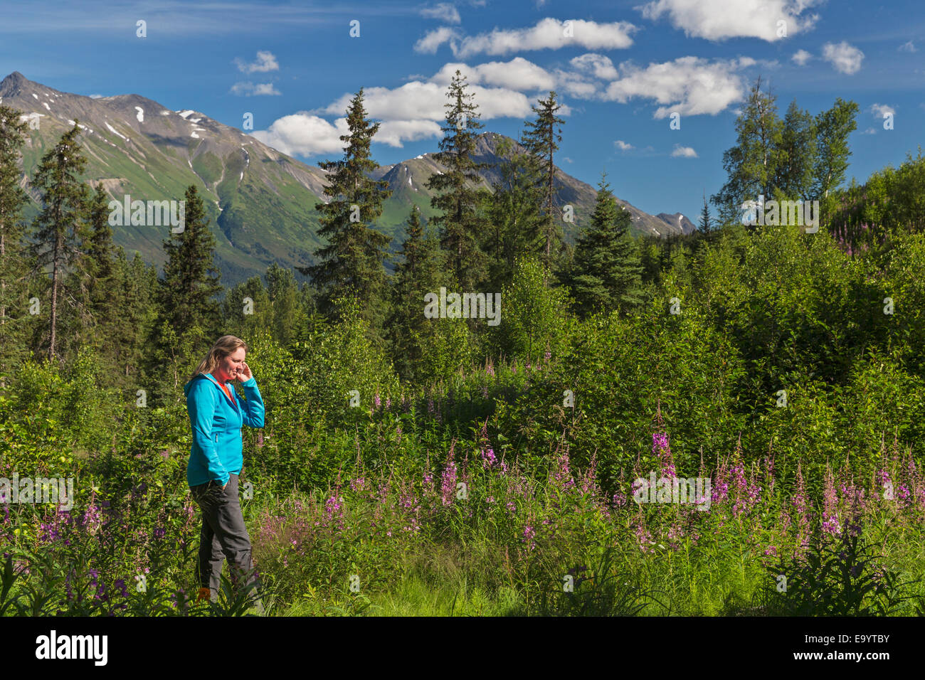 Alaska fireweed and moose hi-res stock photography and images - Alamy