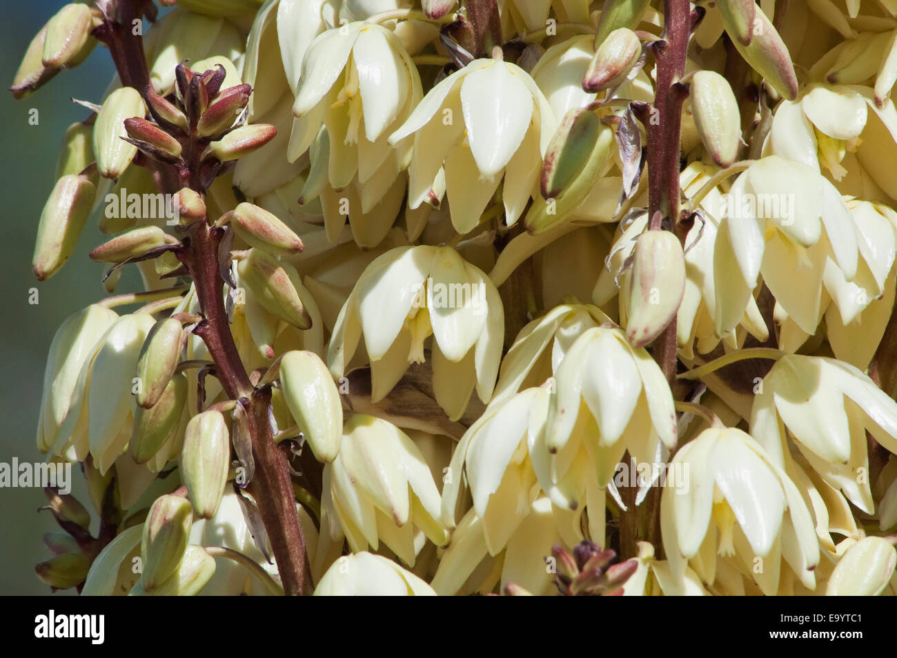 Flowering Tree At The Desert Museum, Saltillo, Coahuila, Mexico Stock ...
