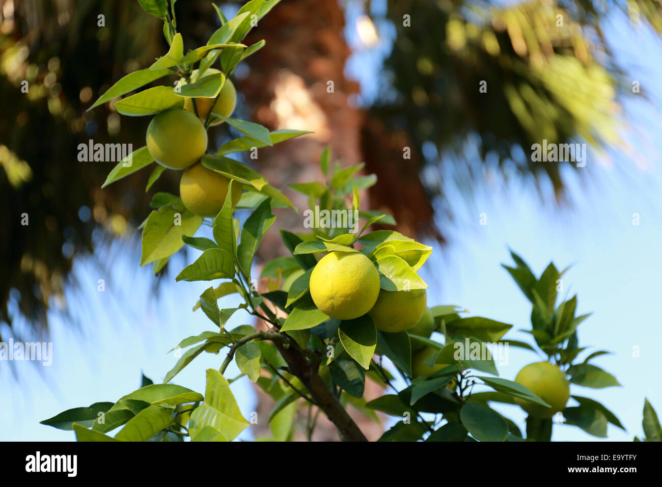 Lemons on a branch in France Stock Photo - Alamy