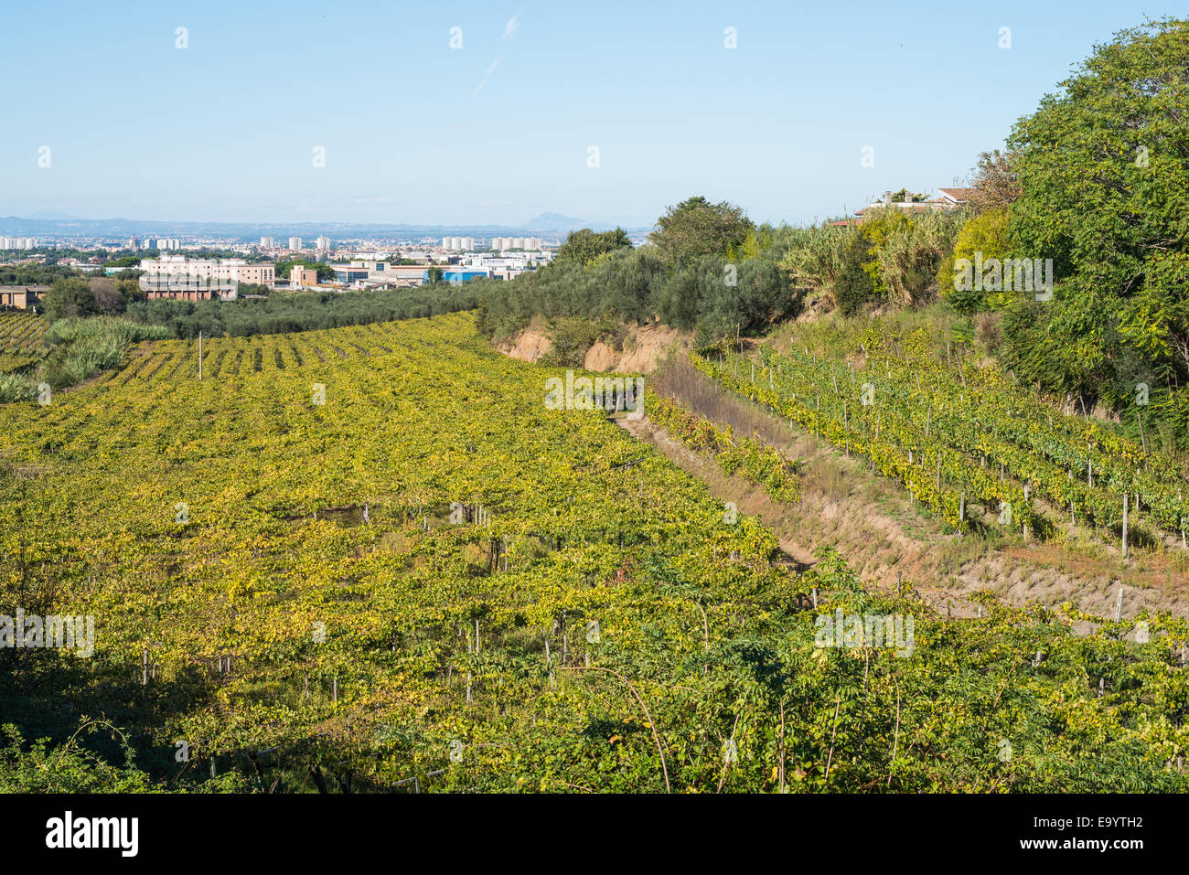 Vineyard italy hi-res stock photography and images - Alamy