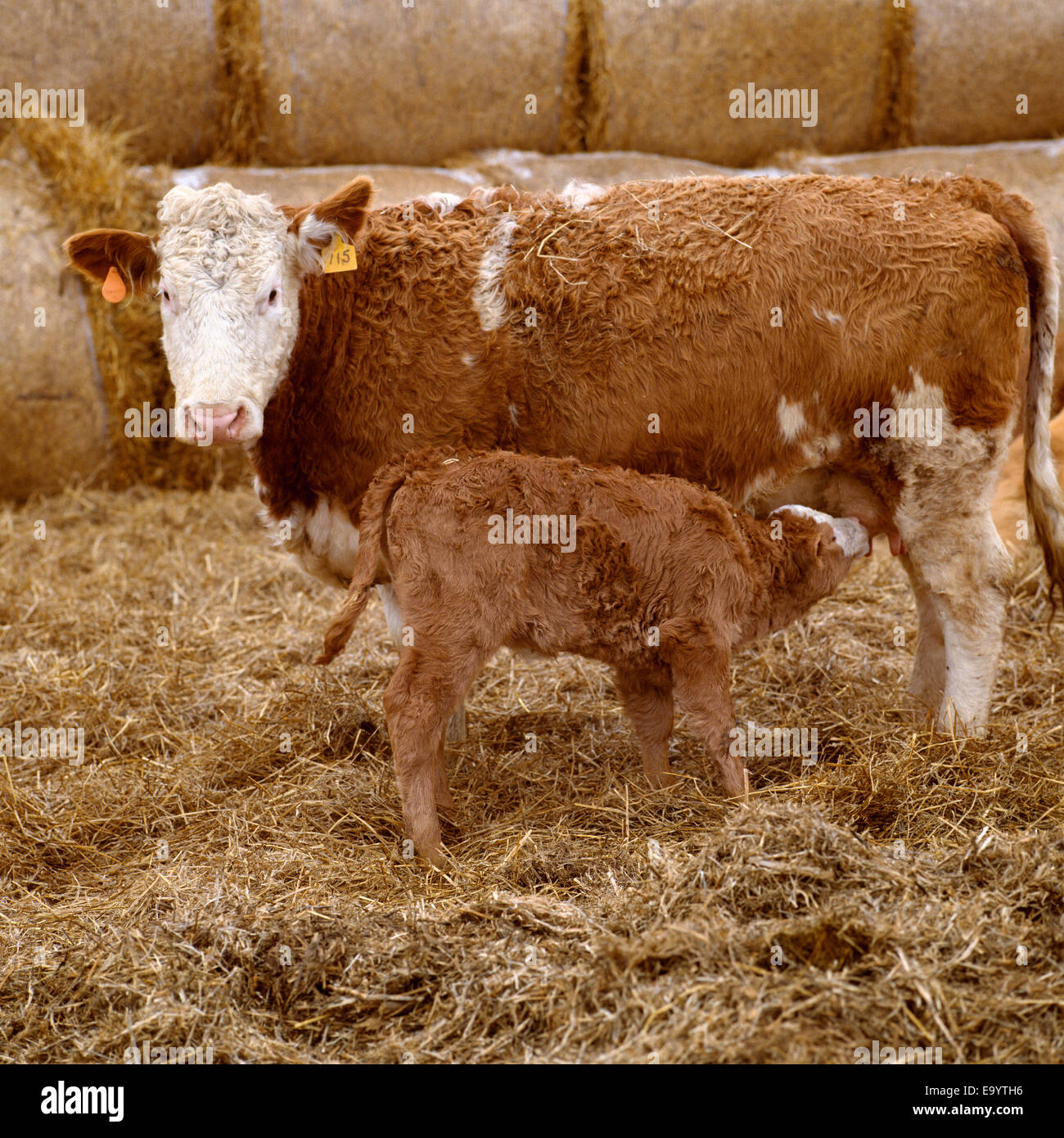 Calf pair hi-res stock photography and images - Alamy