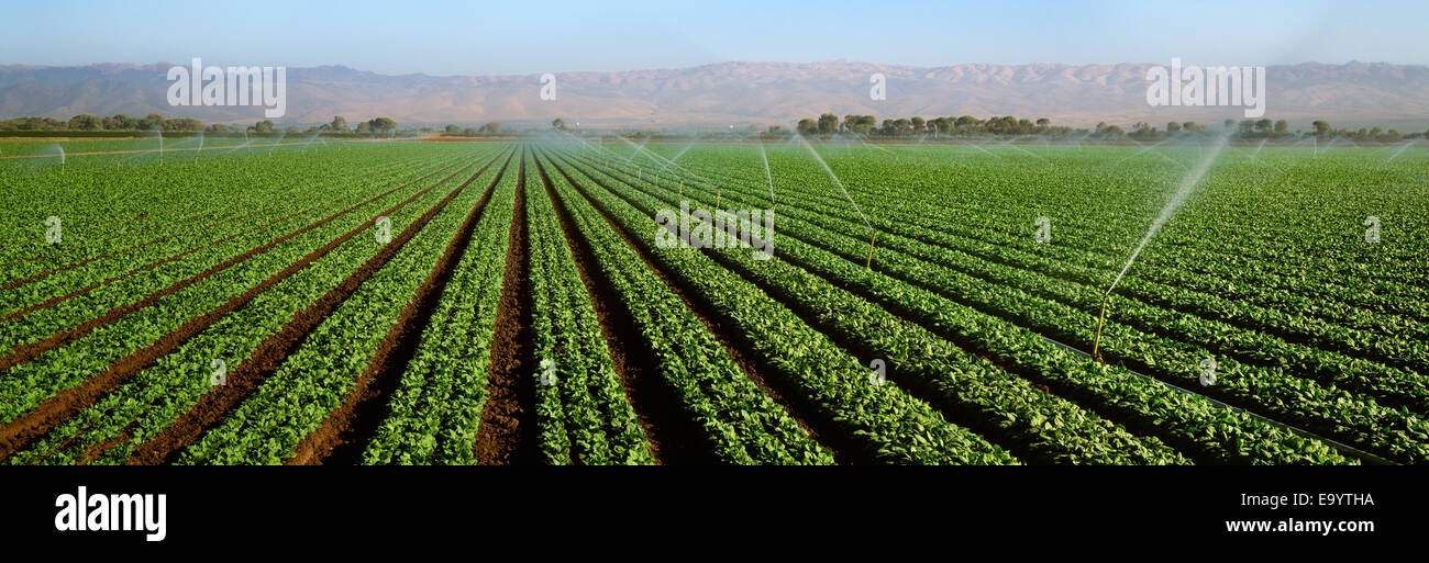 Agriculture - Field of mature spinach nearly ready for harvest ...