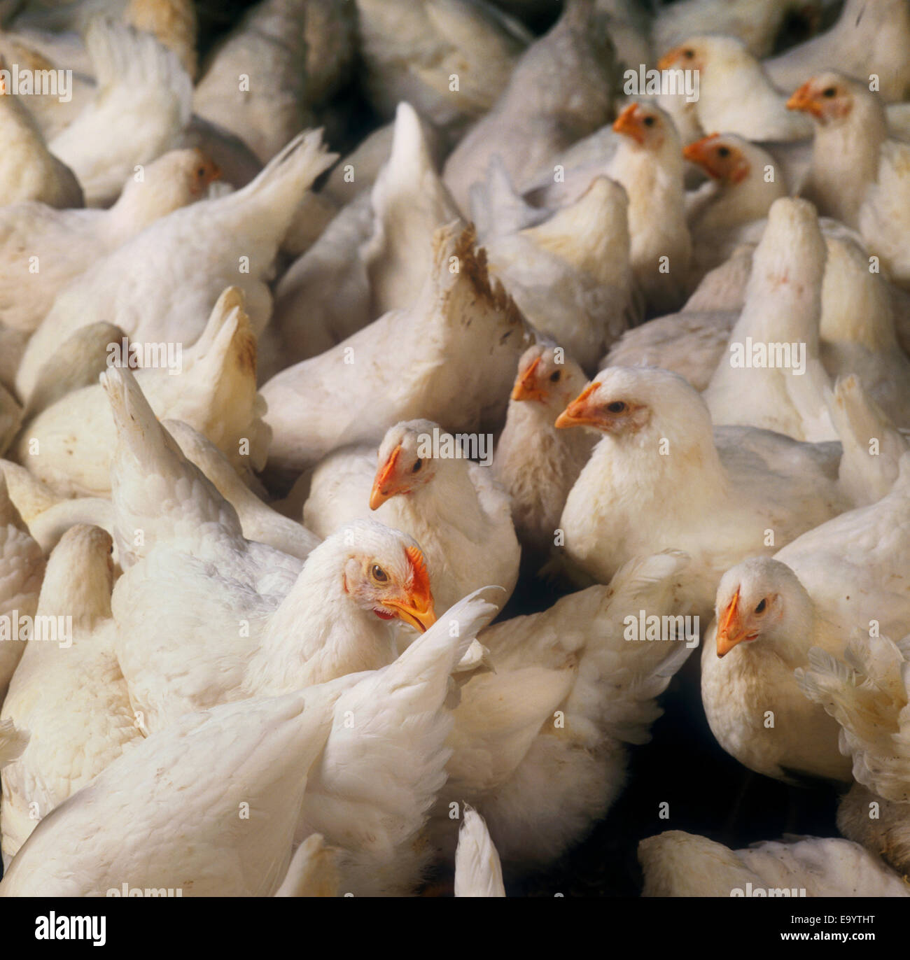 Broiler chickens poultry farm hi-res stock photography and images - Alamy
