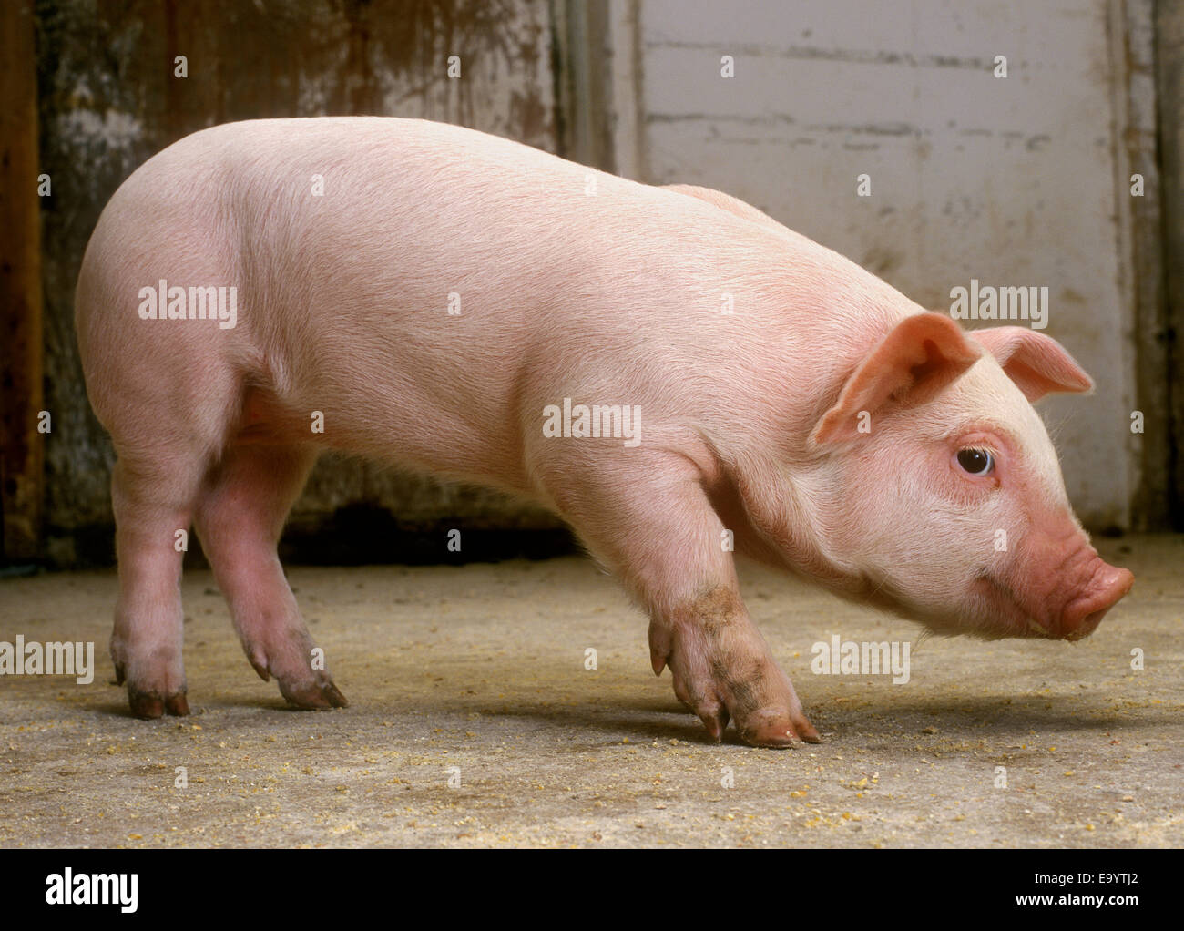 Livestock - Sideview of an immature pig (swine) in a confinement ...