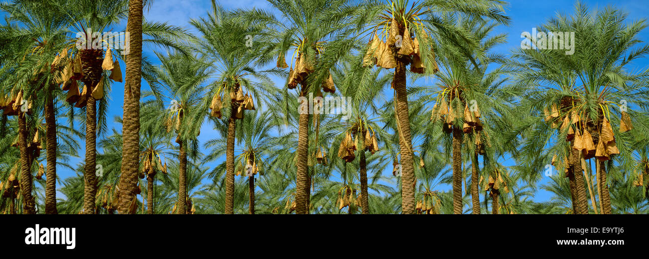 A stand of date palm trees with a heavy crop of ripe dates in ...