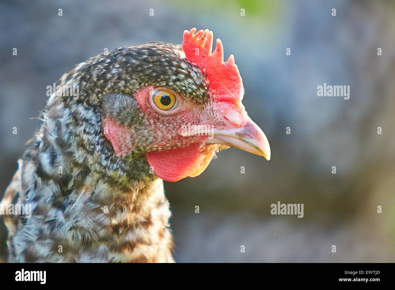Chicken head and neck hi-res stock photography and images - Alamy