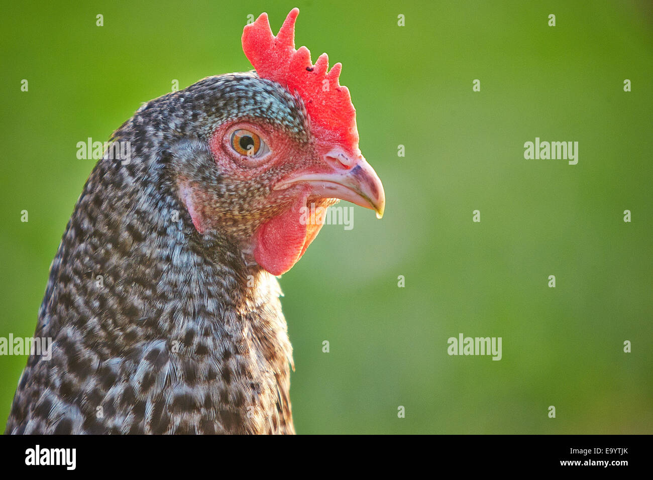 Chicken head and neck hi-res stock photography and images - Alamy