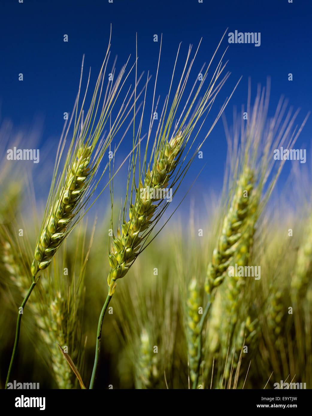 Colorado crops hi-res stock photography and images - Alamy