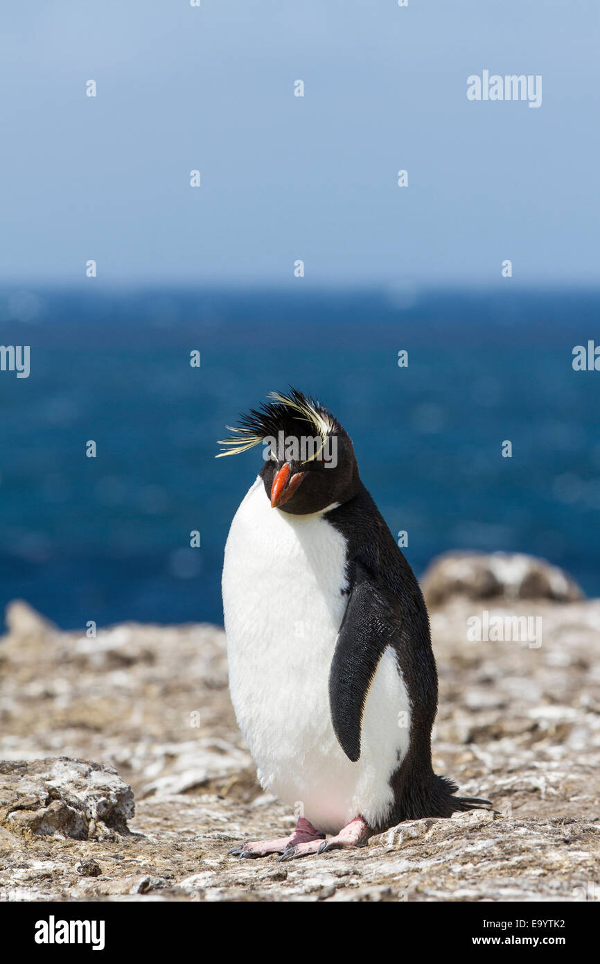 Rockhopper Penguin in a colony on Bleaker Island in the Falklands Stock ...