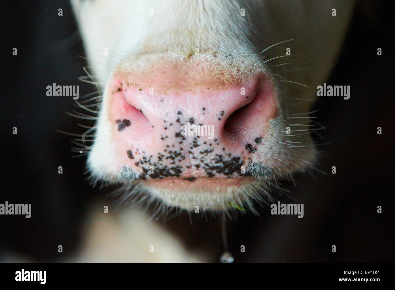 Close up of a cow's nose on a farm Stock Photo - Alamy