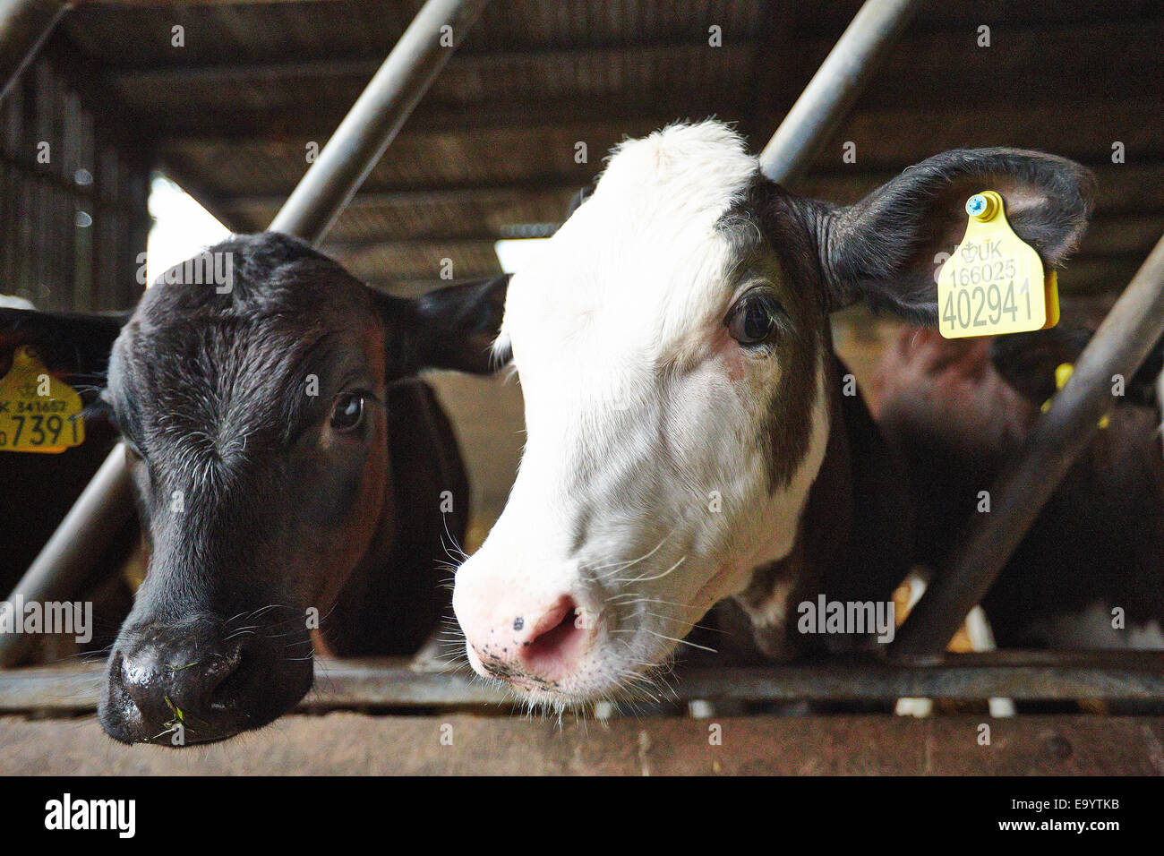 Beef cattle in a barn on a farm Stock Photo - Alamy