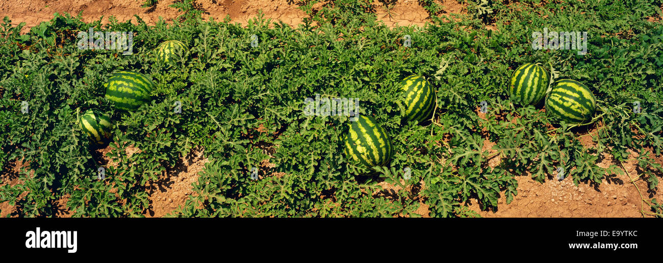 Watermelons On The Vine Picking A Ripe Watermelon 5 Steps Stacy
