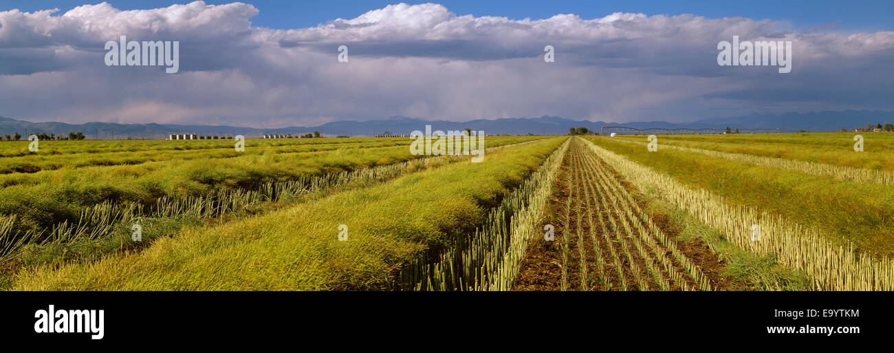 Windrowed canola hi-res stock photography and images - Alamy
