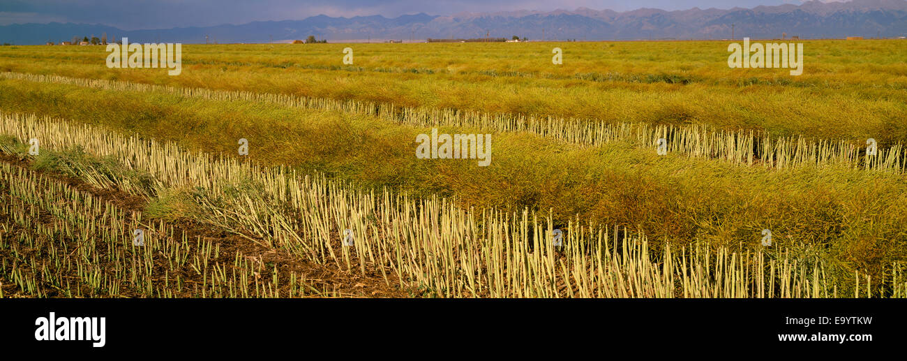 Windrowed canola hi-res stock photography and images - Alamy