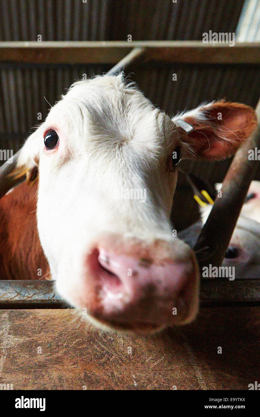 Close up of a cow on a farm Stock Photo - Alamy