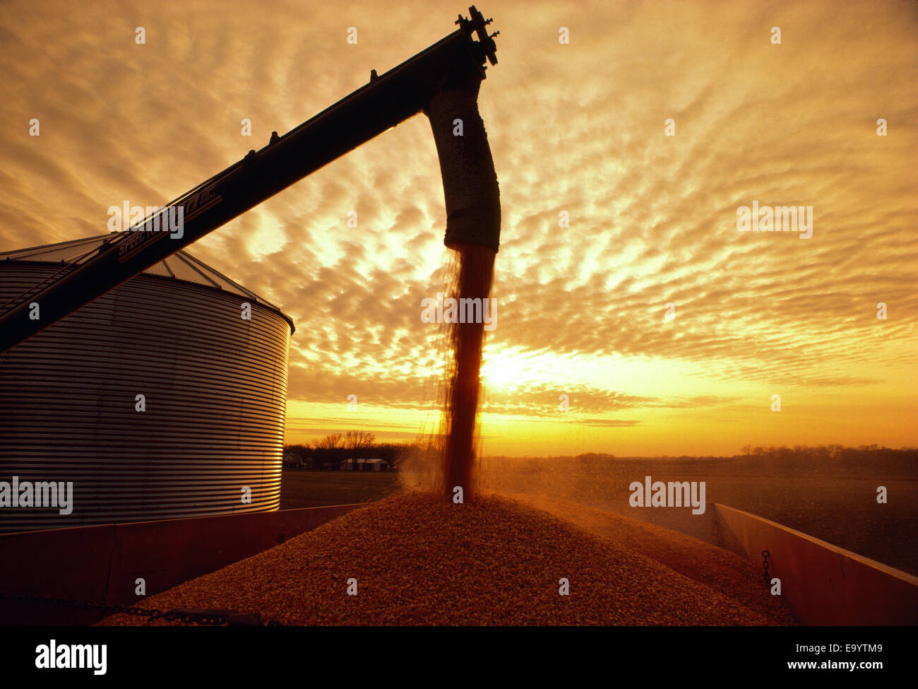 Agriculture - Harvested grain corn being augered from a grain bin into ...