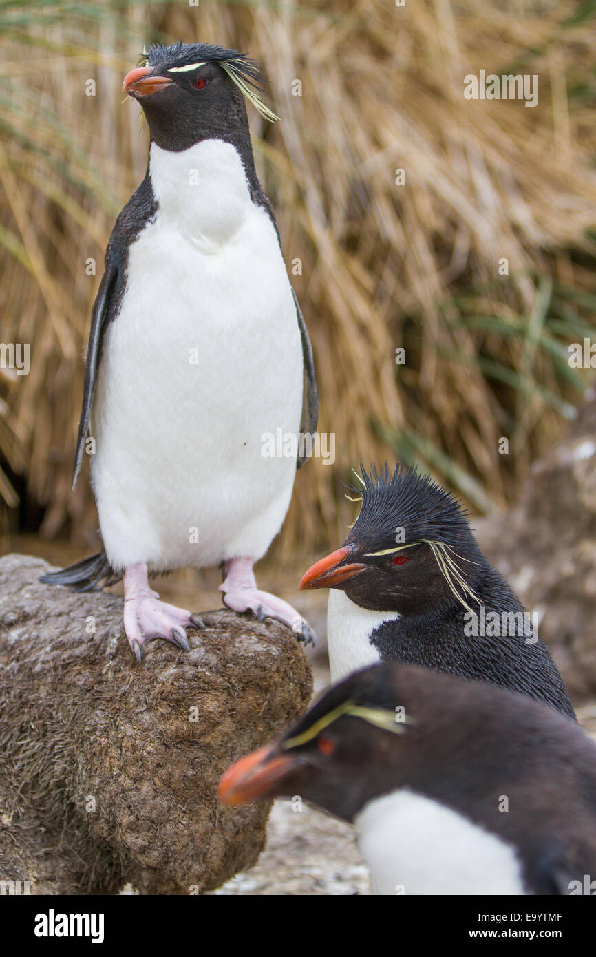 Rockhopper Penguin in a colony on Bleaker Island in the Falklands Stock ...