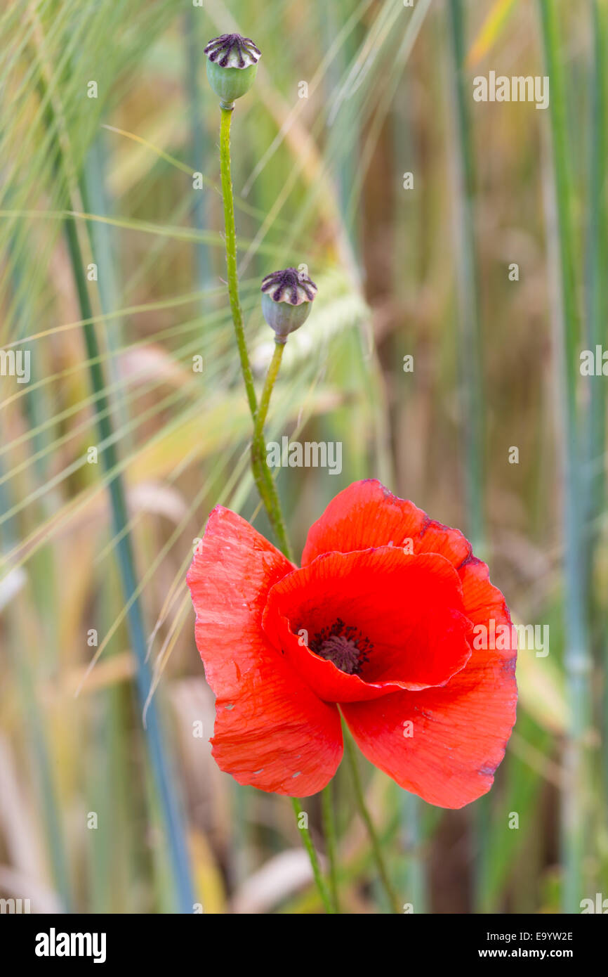 Poppy in a field macro Stock Photo - Alamy