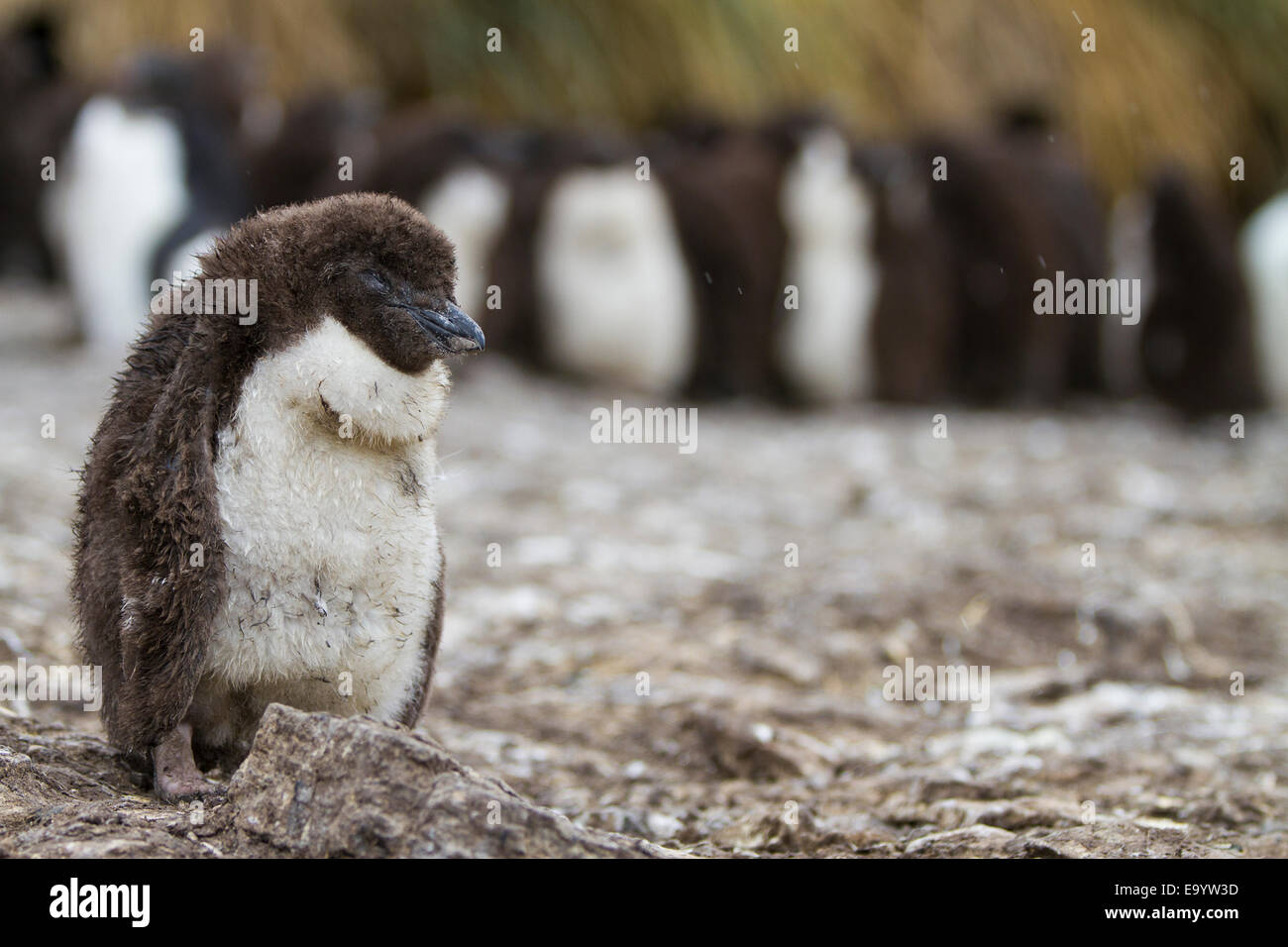 Rockhopper Penguin in a colony on Bleaker Island in the Falklands Stock ...