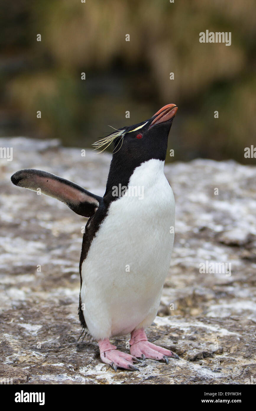 Rockhopper Penguin in a colony on Bleaker Island in the Falklands Stock ...