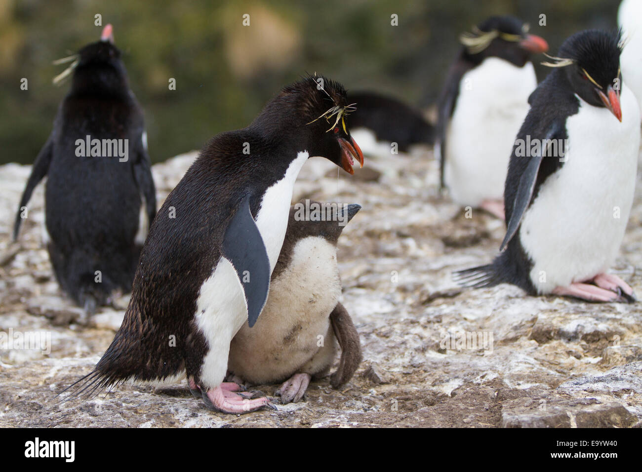 Rockhopper Penguin in a colony on Bleaker Island in the Falklands Stock ...