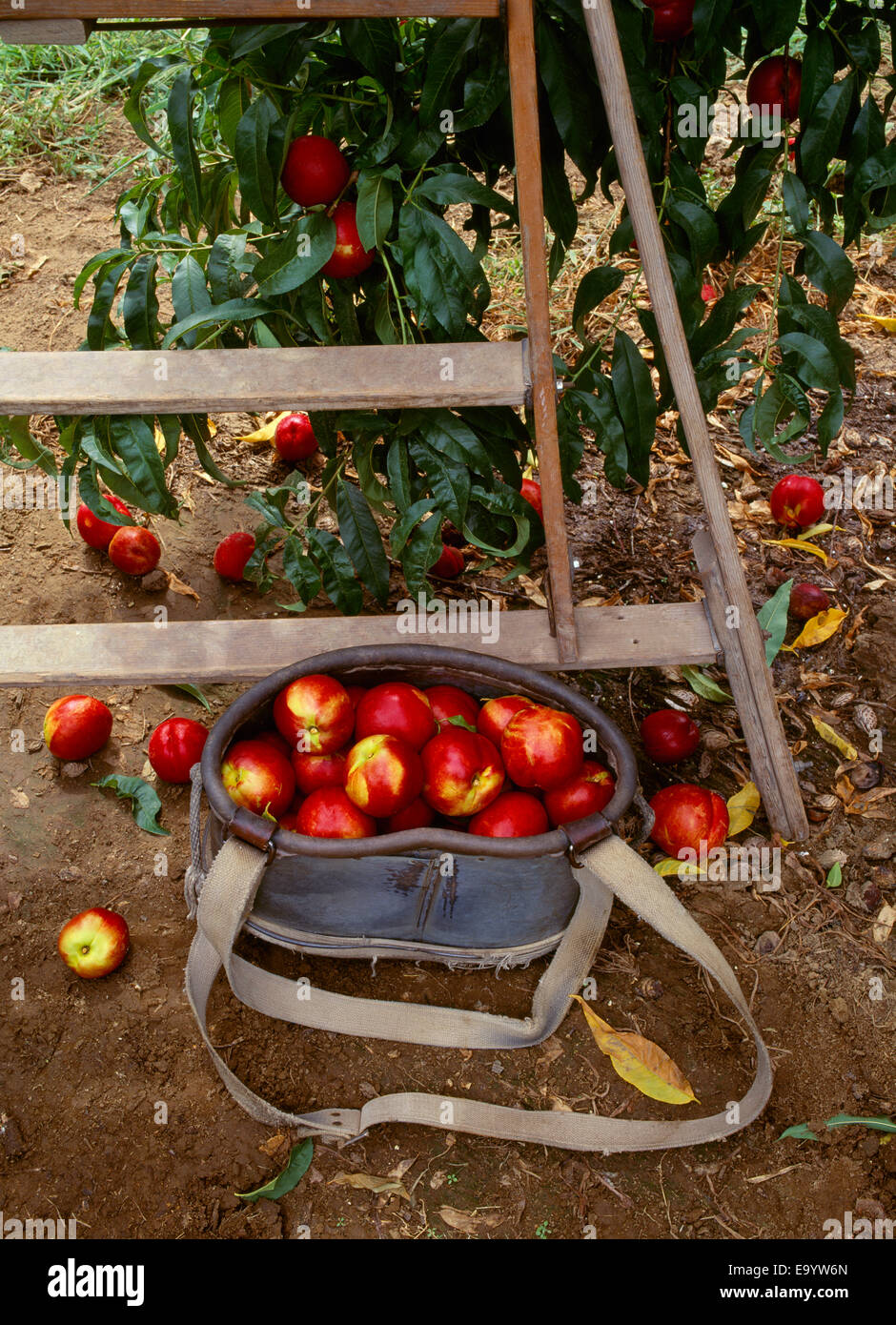 Agriculture - Red Supreme Nectarines in a picking bucket with tree ...