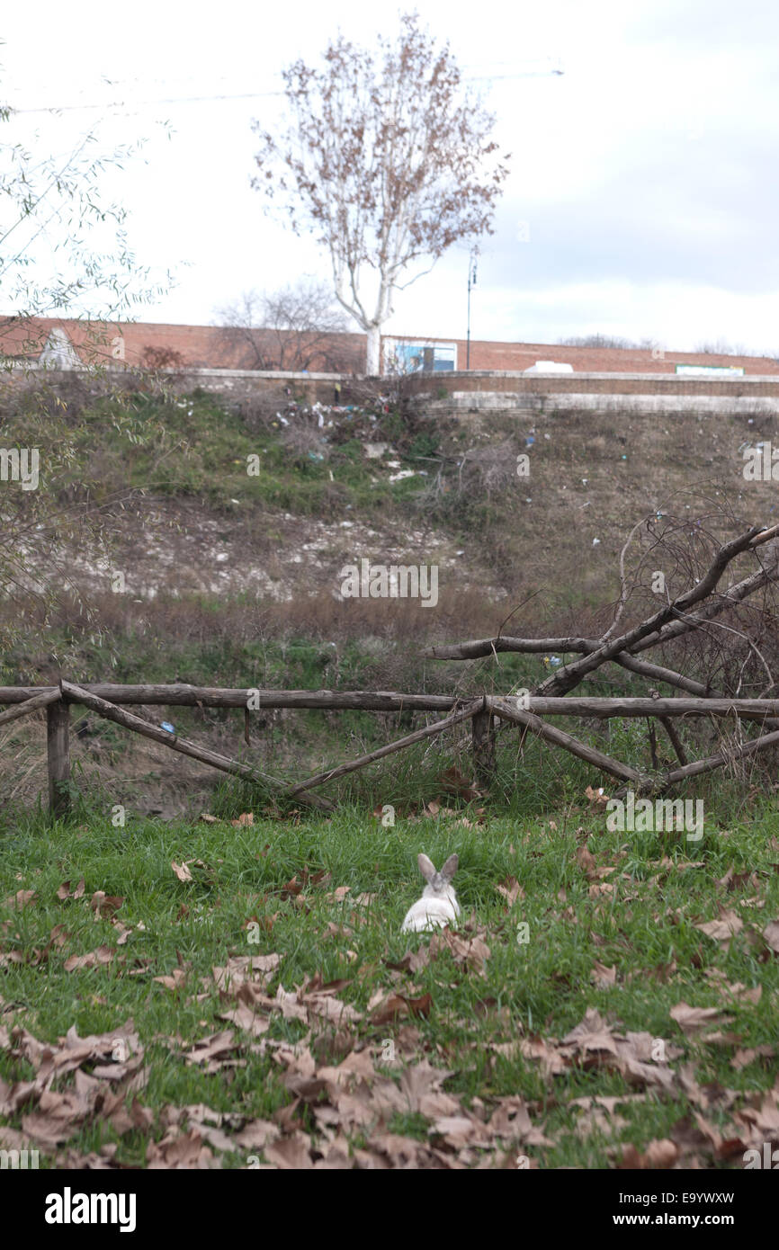 a rabbit on the riverbank of tevere river in rome Stock Photo - Alamy