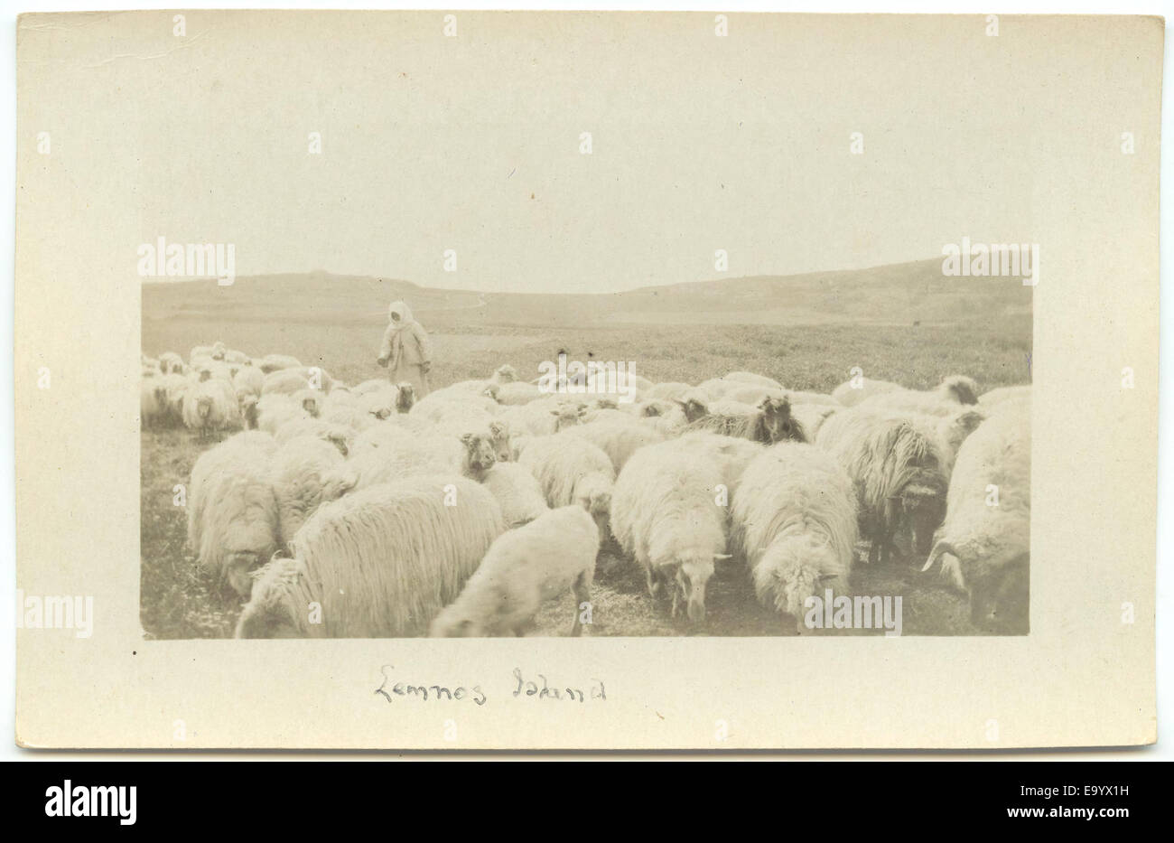 First sheep hi-res stock photography and images - Alamy