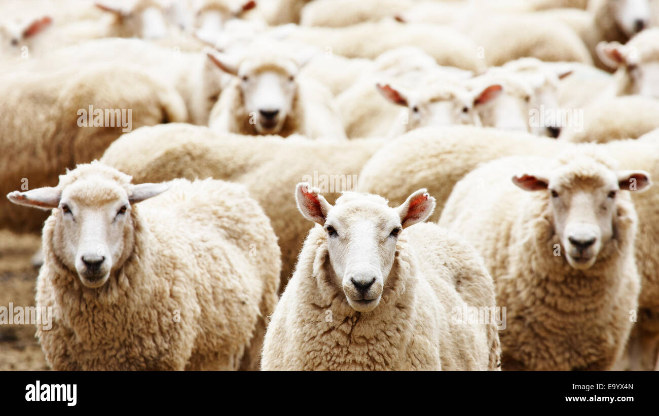 Livestock farm, herd of sheep Stock Photo - Alamy
