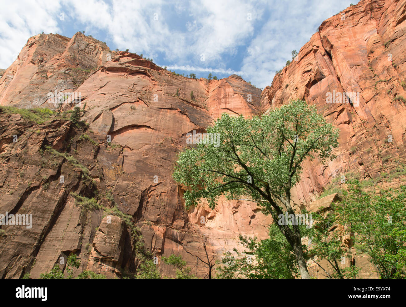 This view is in the Zion National Park narrows where the majesty and ...