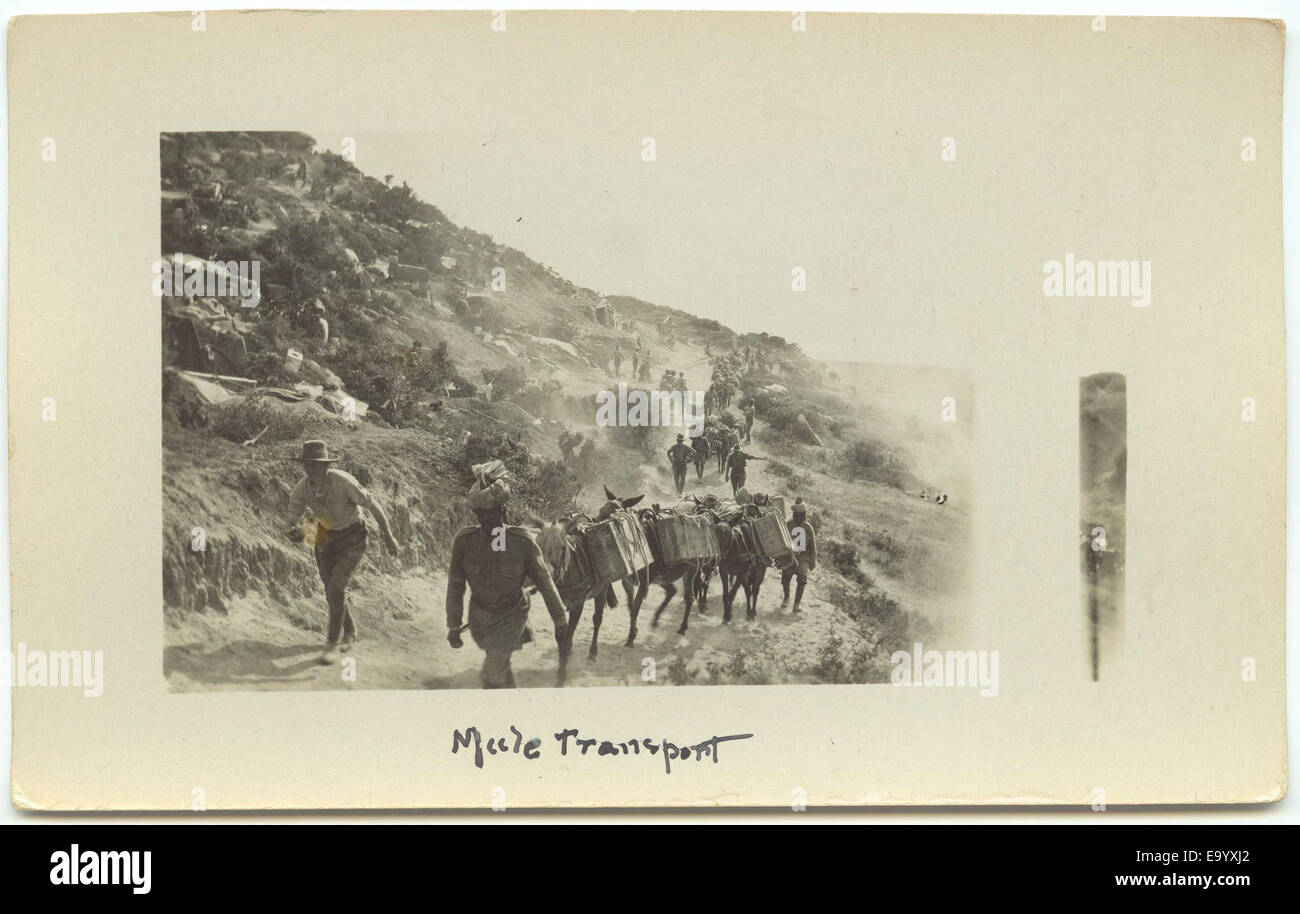 Mule transport hi-res stock photography and images - Alamy