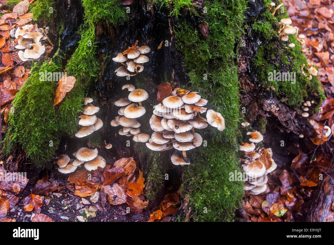 Fungi under oak tree hi-res stock photography and images - Alamy