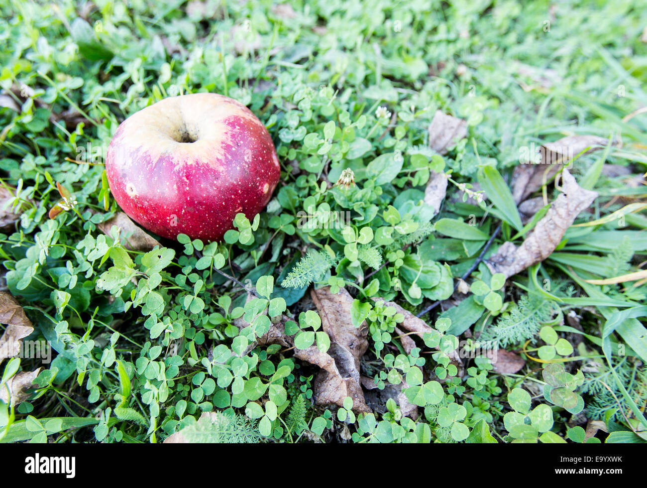 Red apple over grass freshly harvested Stock Photo - Alamy