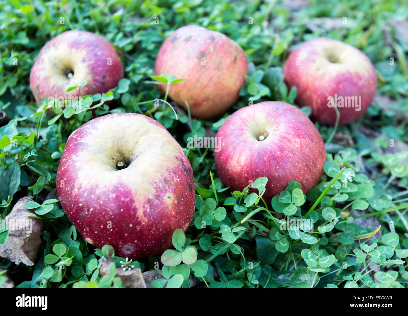Macro image group of apples hi-res stock photography and images - Alamy