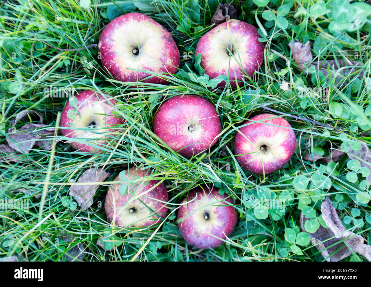 Fresh red apples over grass Stock Photo - Alamy