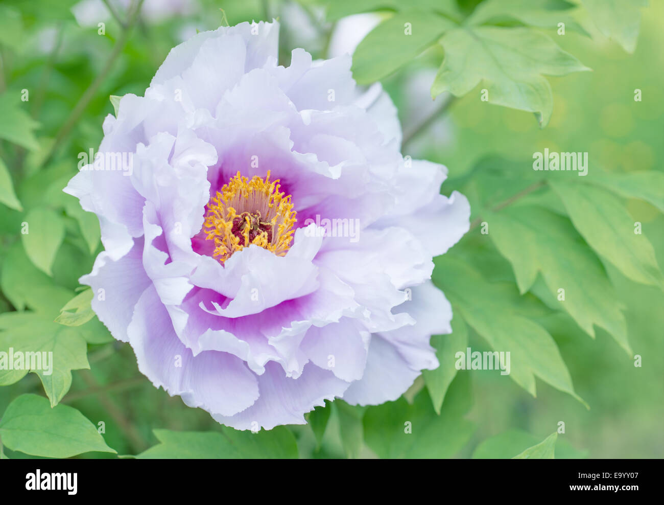 Beautiful Peony in nature Stock Photo - Alamy