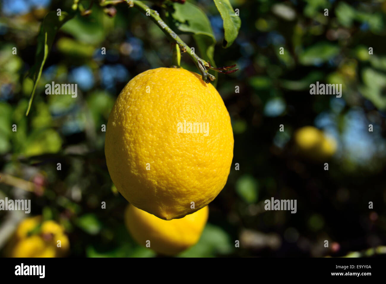 Fresh lemon with leaves on tree branches Stock Photo - Alamy