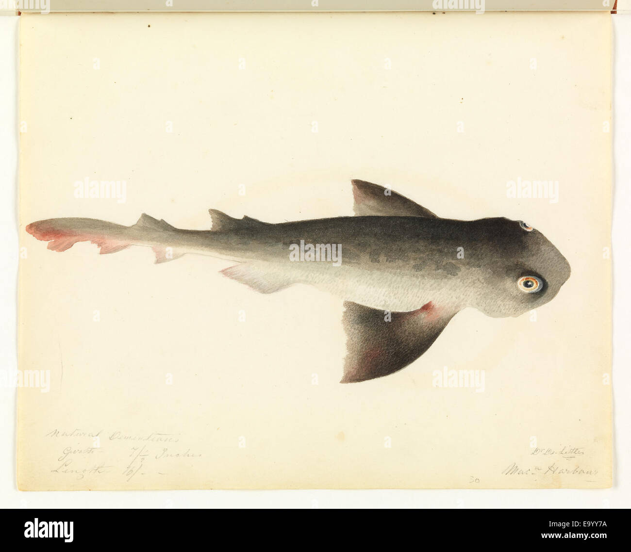 Slow moving shark hi-res stock photography and images - Alamy