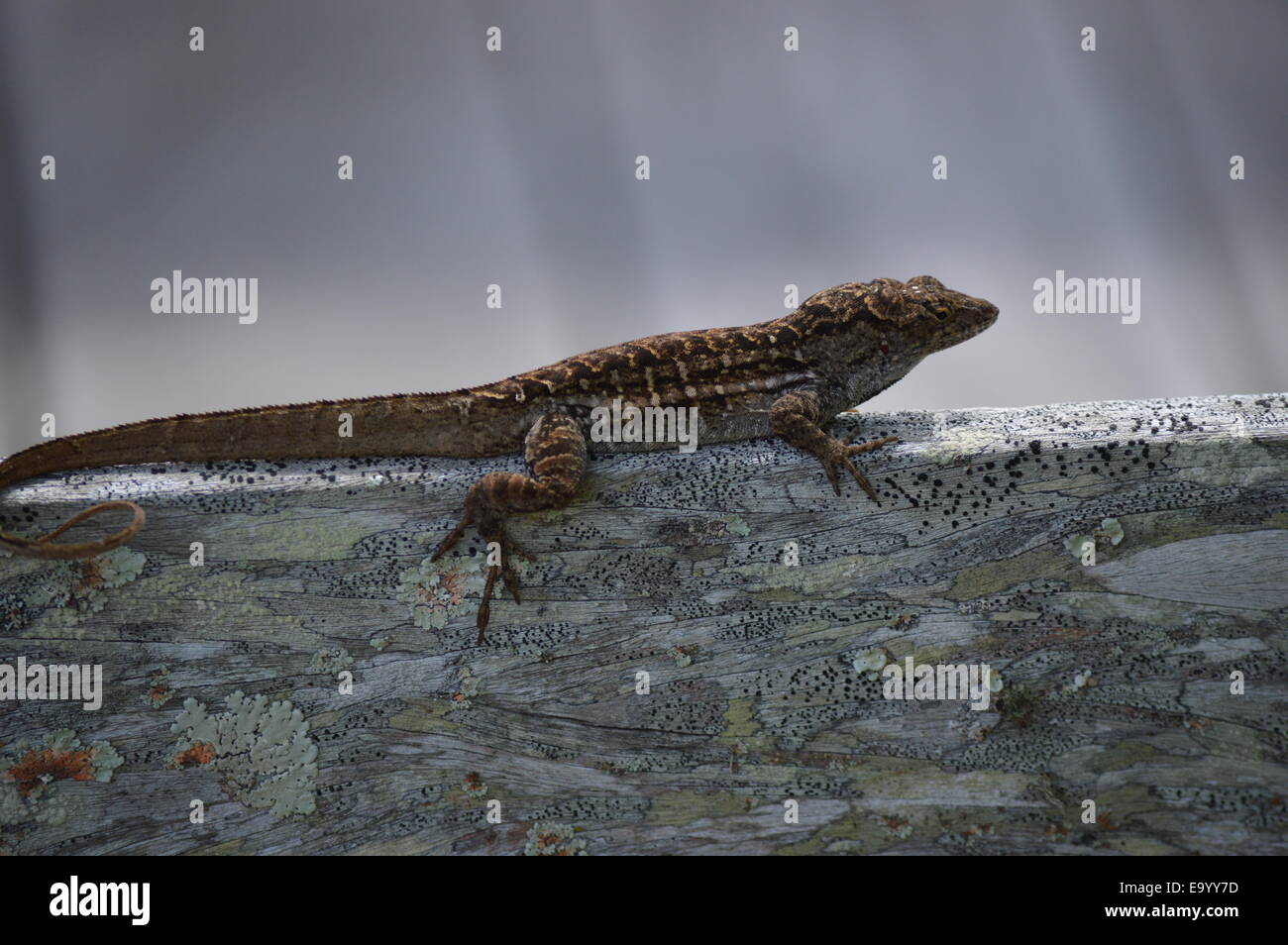 A brown anole lizard in florida hi-res stock photography and images - Alamy